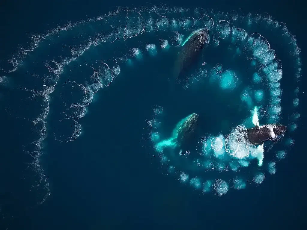 These humpback whales are using bubble nets to hunt and pass on the ...