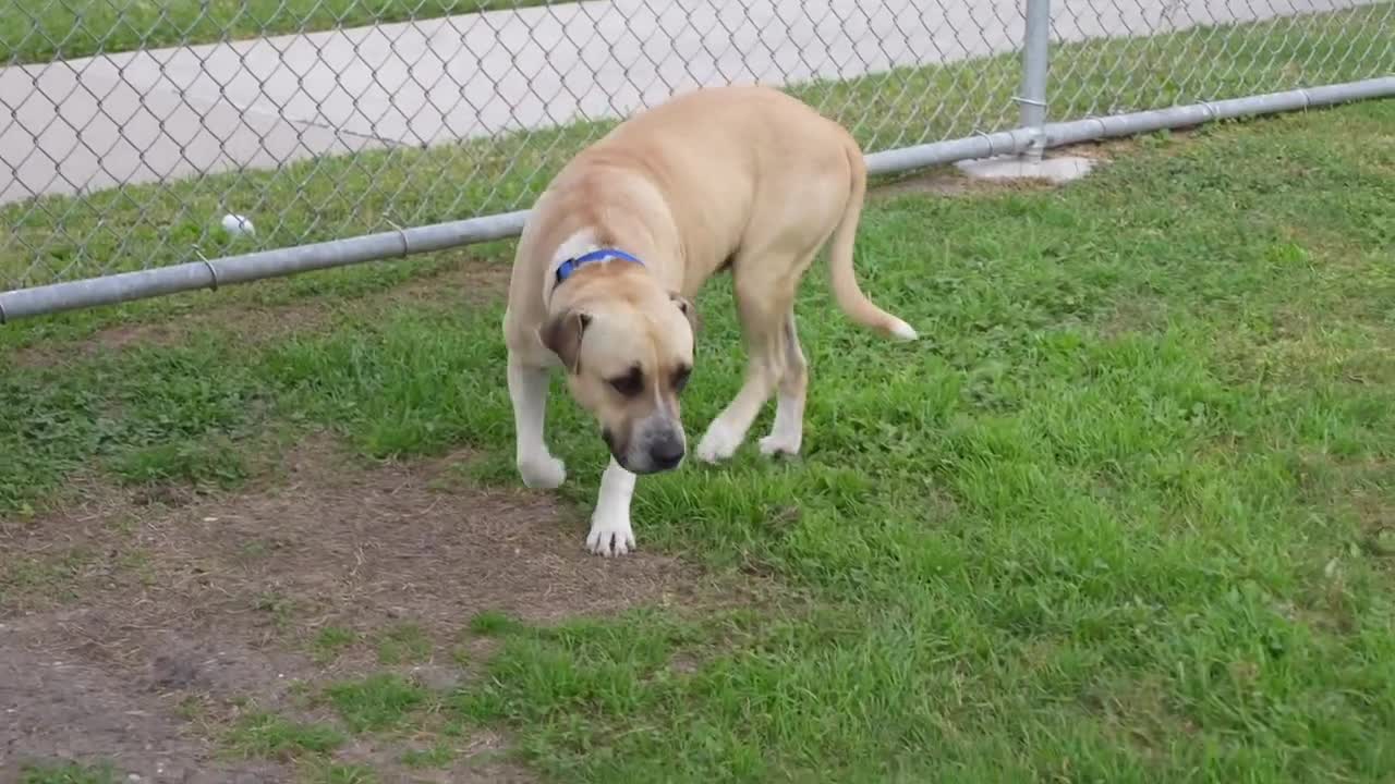 What to do if you spot an animal outside in freezing weather