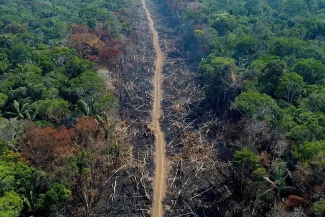Esta es la madera más rara y valiosa que hay en el mundo: su precio se ...