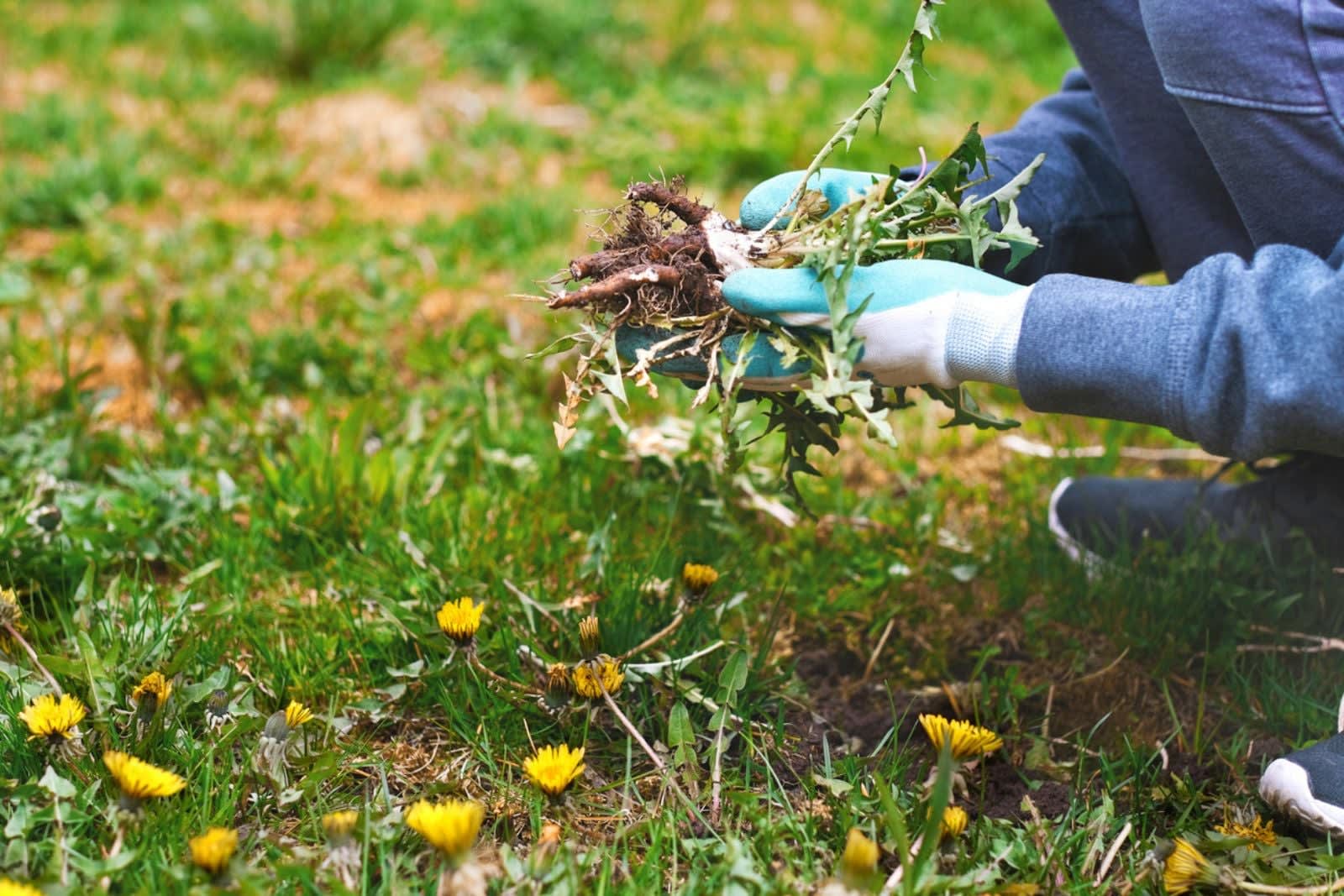 Last chance! The 3 gardening jobs you should tackle in January – and ...