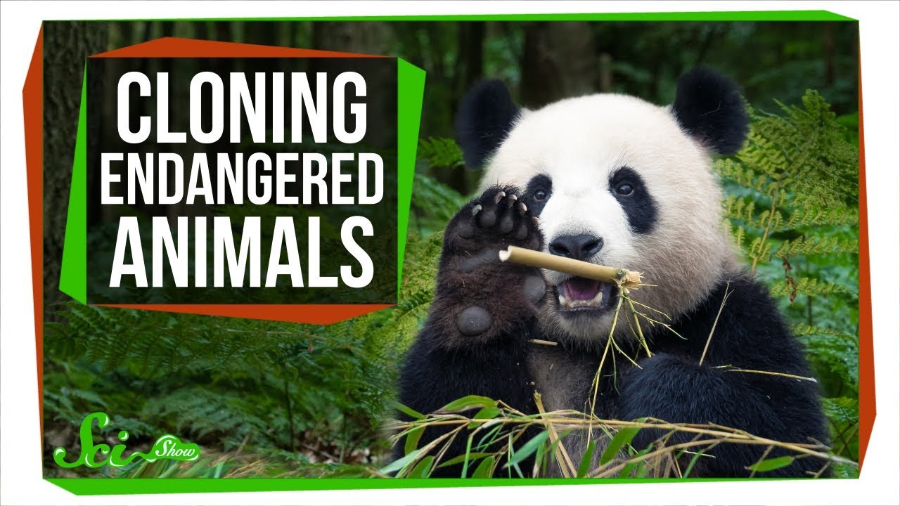 Why can’t we clone endangered species to save them?