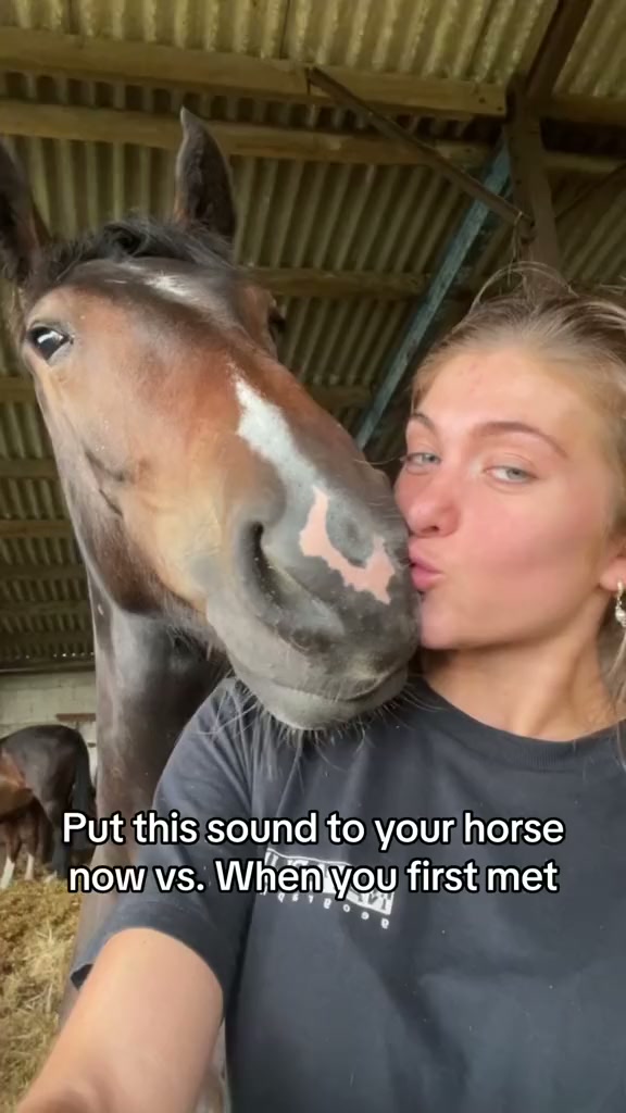 From newborn foal to best friend