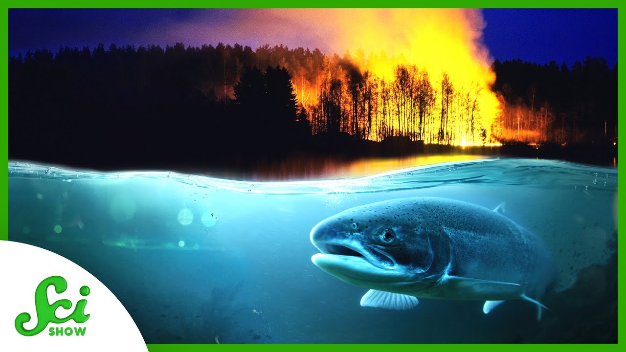 Why fish care about forest fires