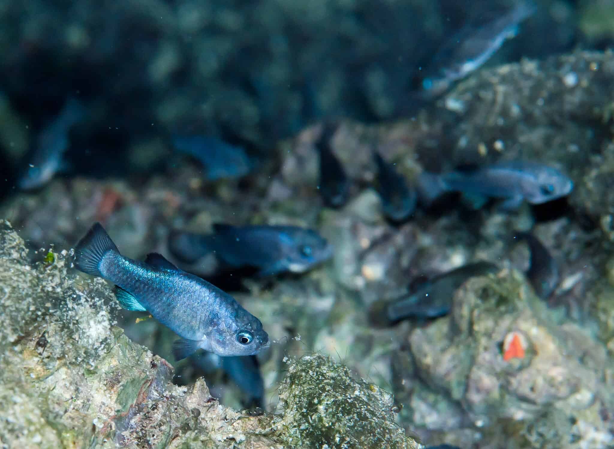 One pool, one species: How the Devils Hole pupfish became Earth’s most ...