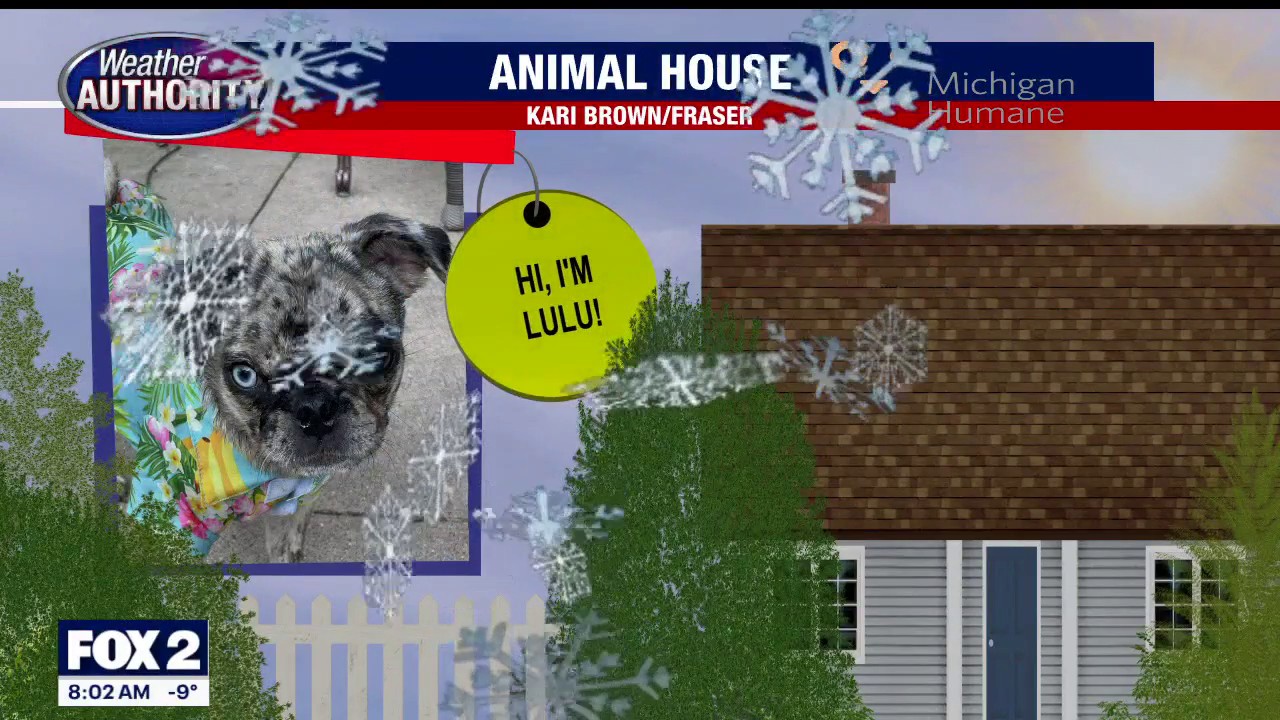 Welcome Lulu, Bongo, Phoebe