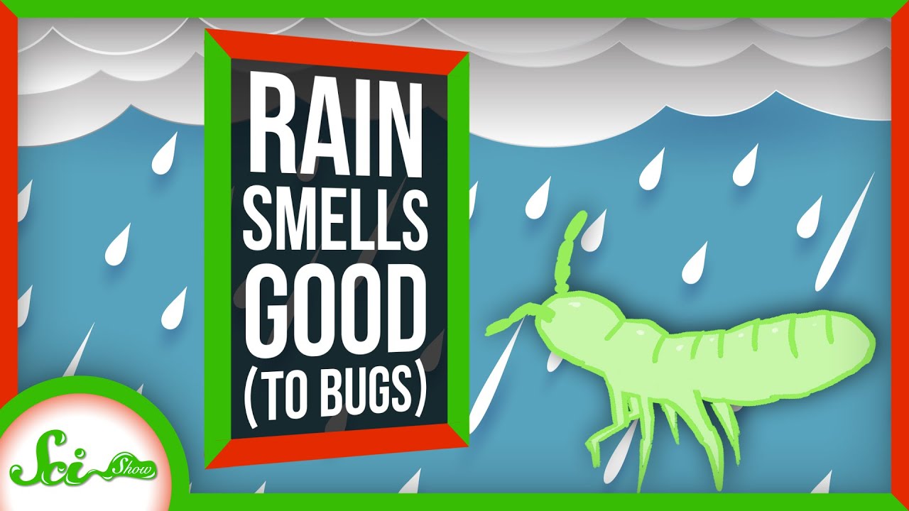 Why does rain smell so good to bugs?