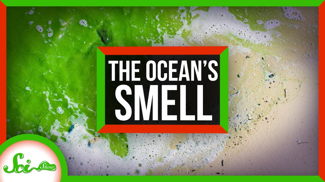 Why does the ocean smell like that?