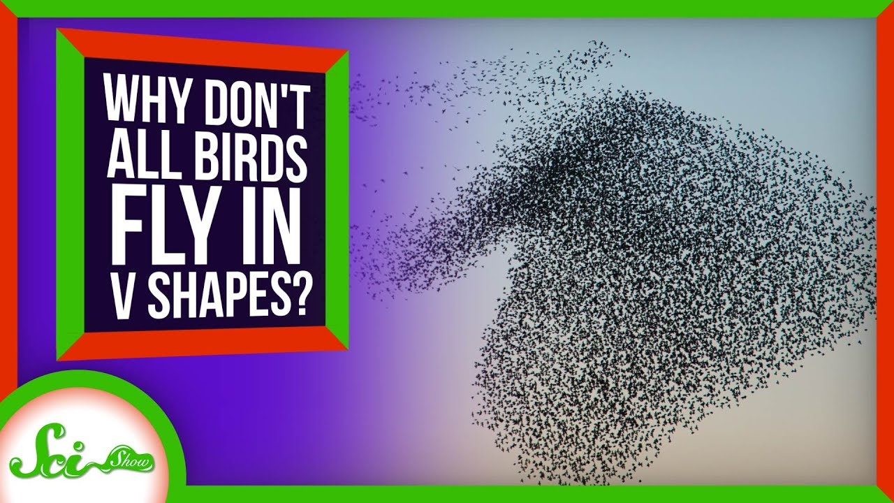 Why don't all birds fly in V shapes?