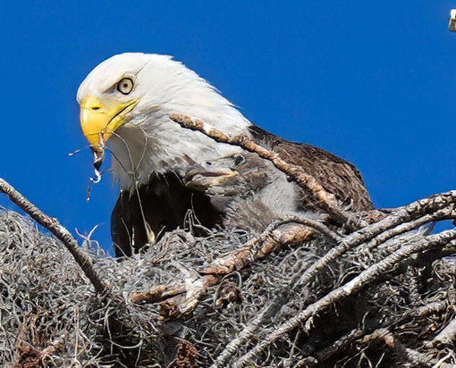Jackie and Shadow welcome first egg of 2026 in Big Bear