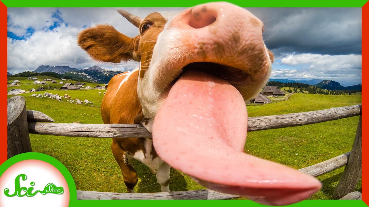 The secret ingredient in ruminant spit