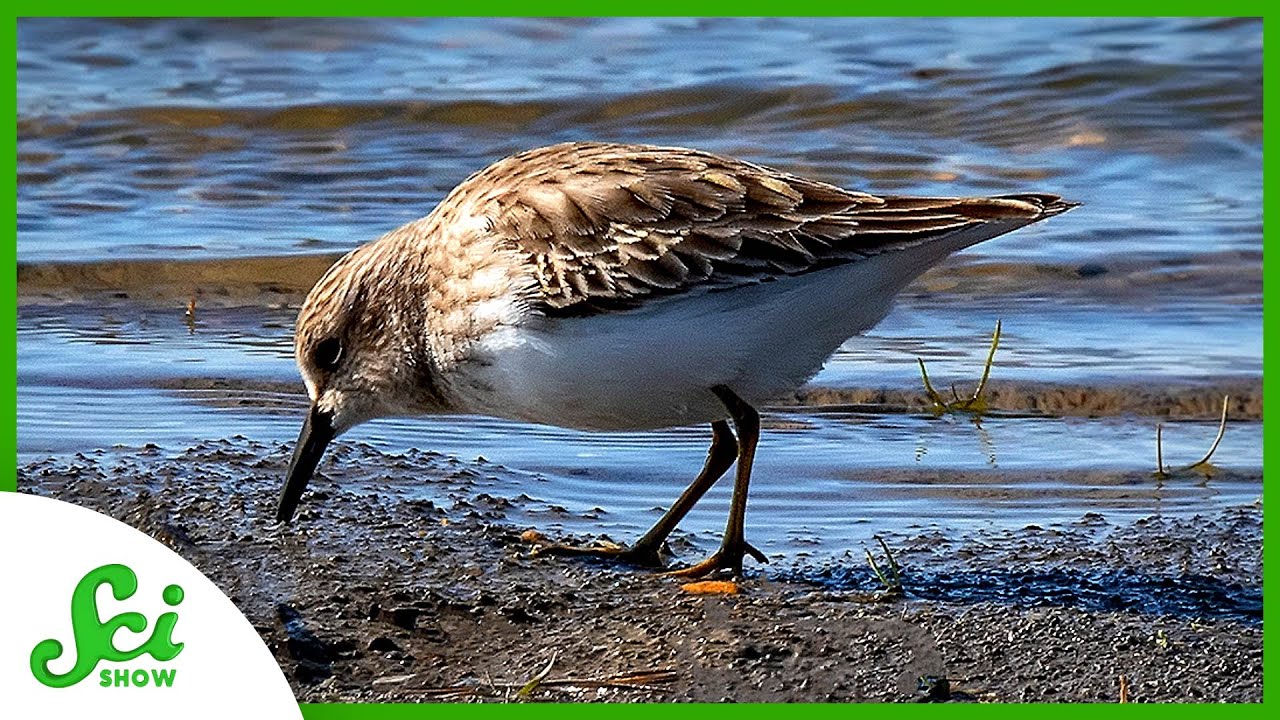 These migrating birds fuel up by eating... mud?