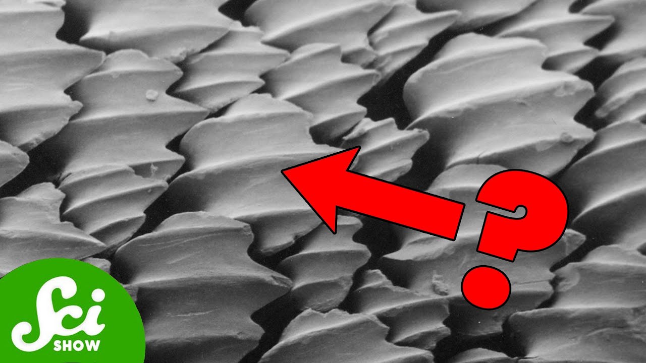 Where did teeth come from?