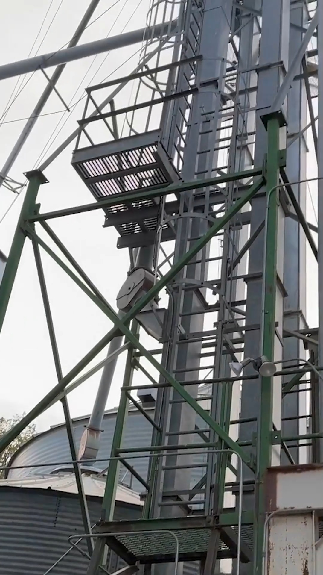 Corn is raining in the field