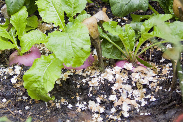 Wait, why the heck are people sprinkling cayenne pepper around their yard?