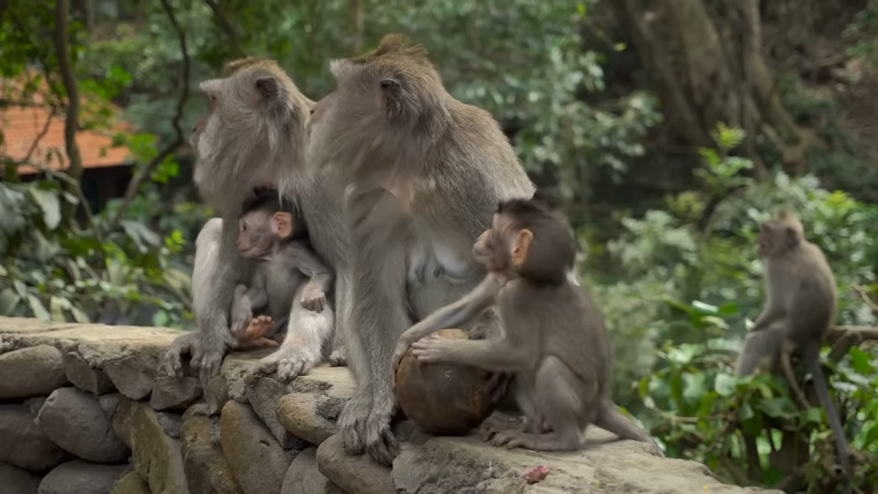 This experiment made monkeys rage quit over injustice