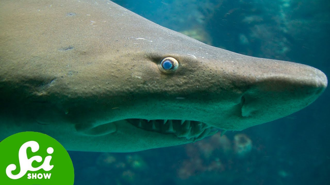 Eating your siblings in the womb