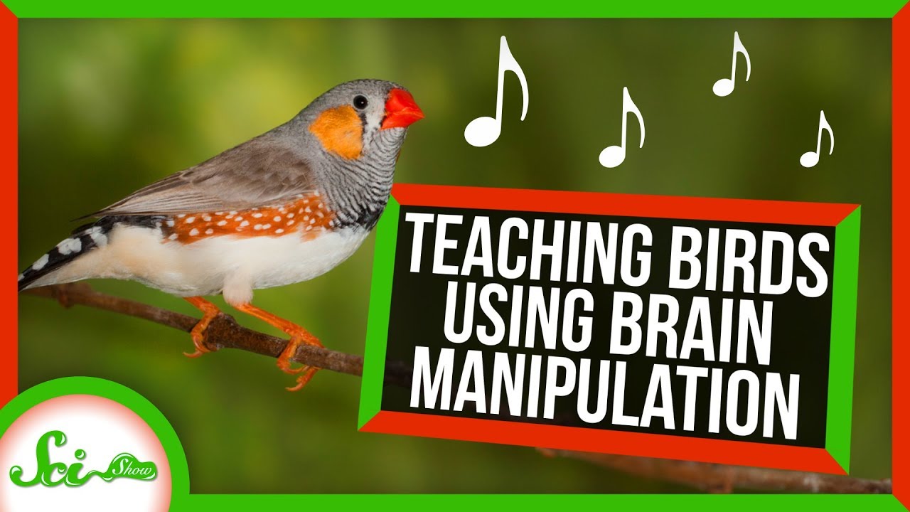We taught birds to sing by altering their brains | SciShow News