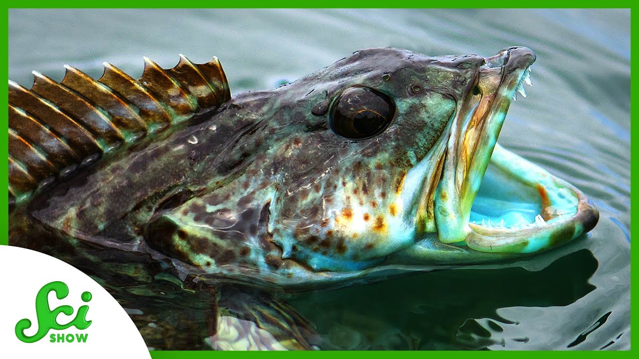 This fish has a serious case of the blues