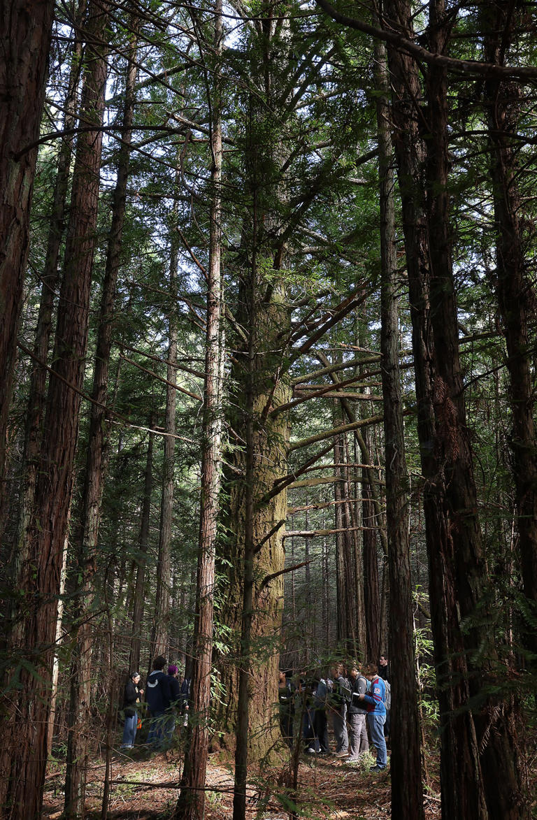 Photo | Idyllic scenery at UCSC Campus Natural Reserve