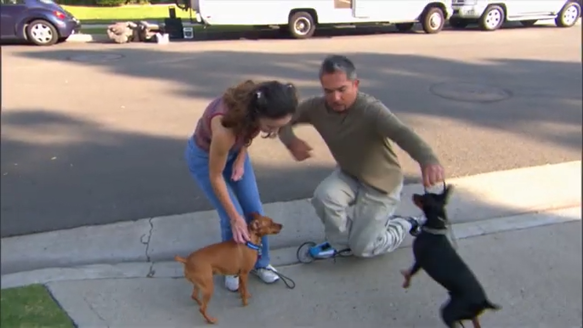 Can Cesar Millan save these two dogs from a death sentence?