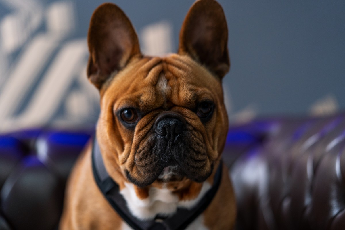 French bulldog finds his howl after anesthesia and it's an absolute riot