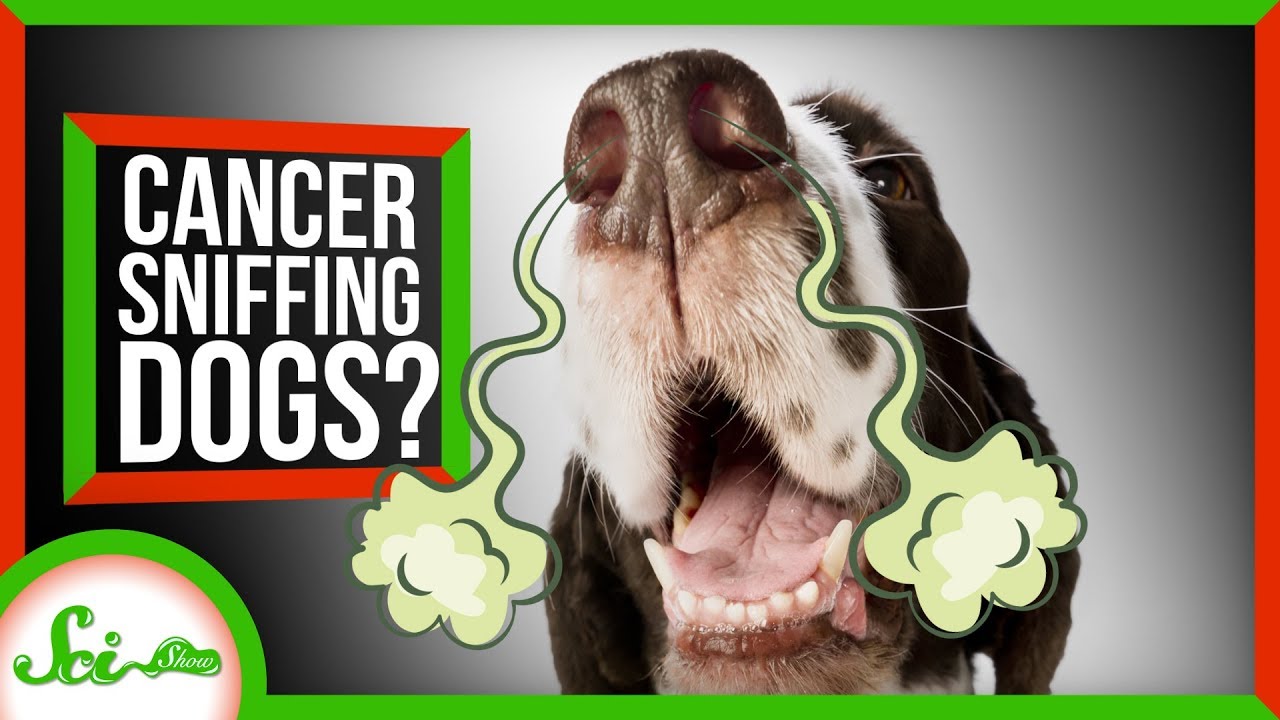 Why don't we have cancer-sniffing dogs?