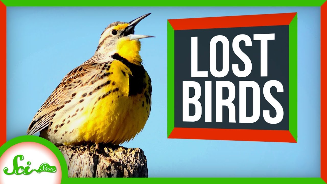 North America's 3 billion lost birds | SciShow News