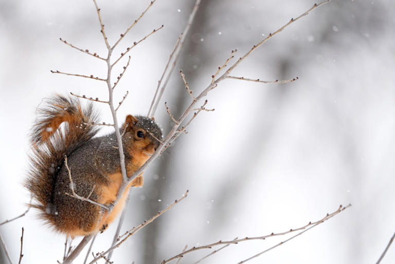 Winter storm Fern brings record snowfall and lingering cold to Oklahoma