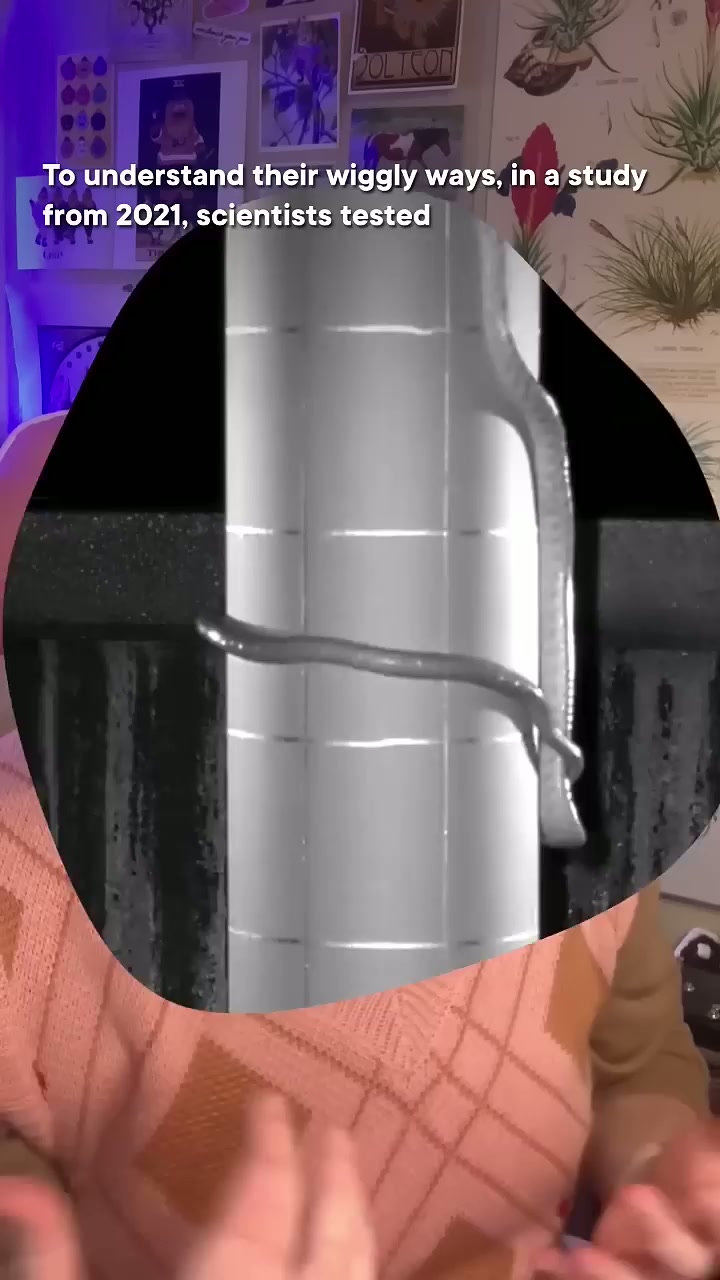 These snakes climb like lassos. #shorts #science #SciShow