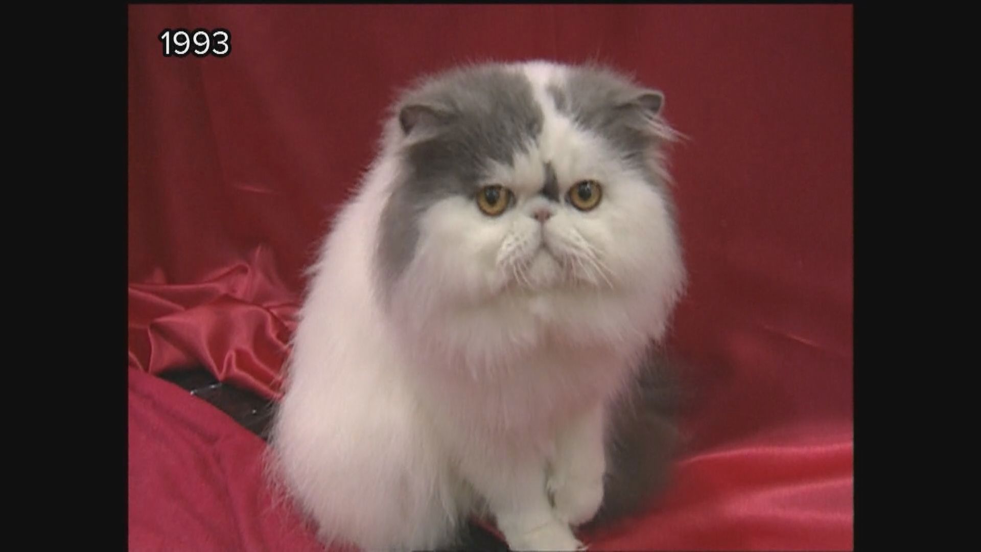 San Diego CFA cat show in the 1990s