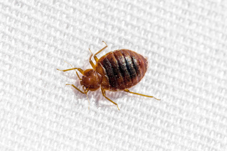 How to check for bed bugs in a hotel