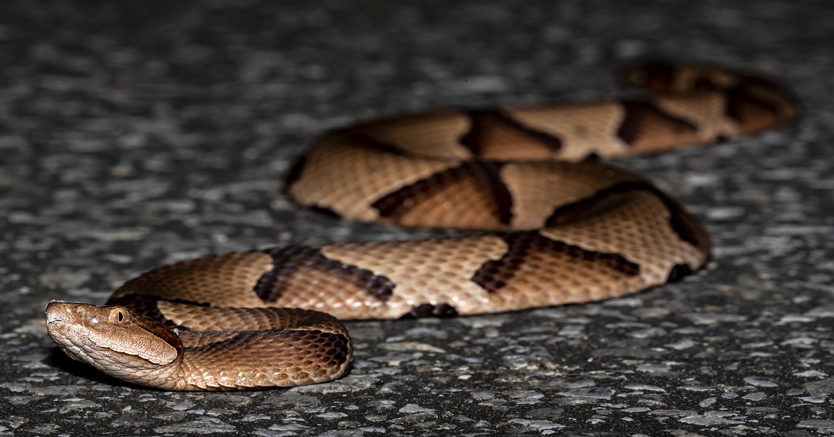 I survived a copperhead snake bite—here's what I learned