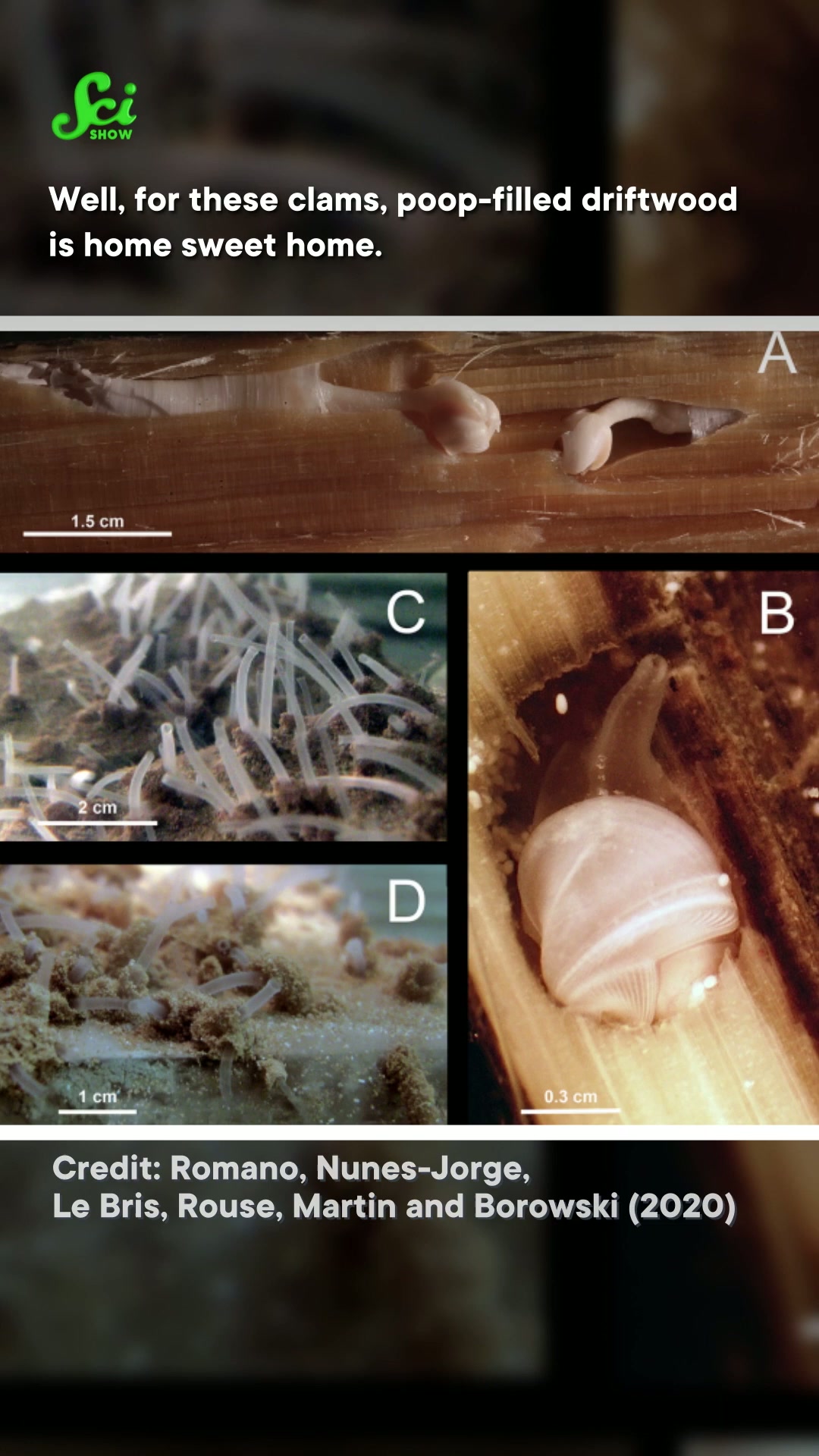 The amazing poop-chute clam! #shorts #science #stem #scishow