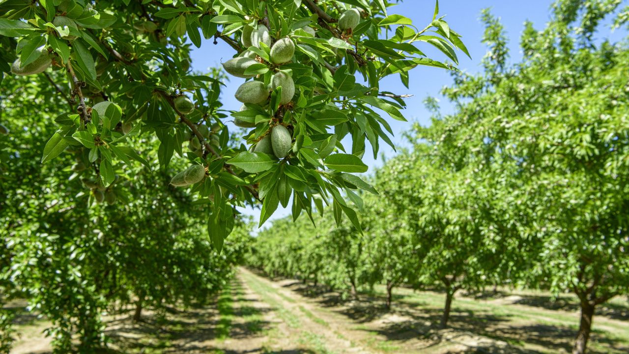 Experts reveal how to prune almond trees to keep them beautiful and ...