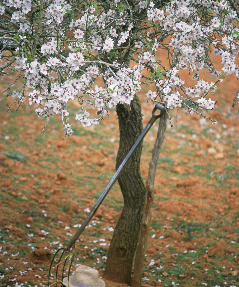 Experts reveal how to prune almond trees to keep them beautiful and ...
