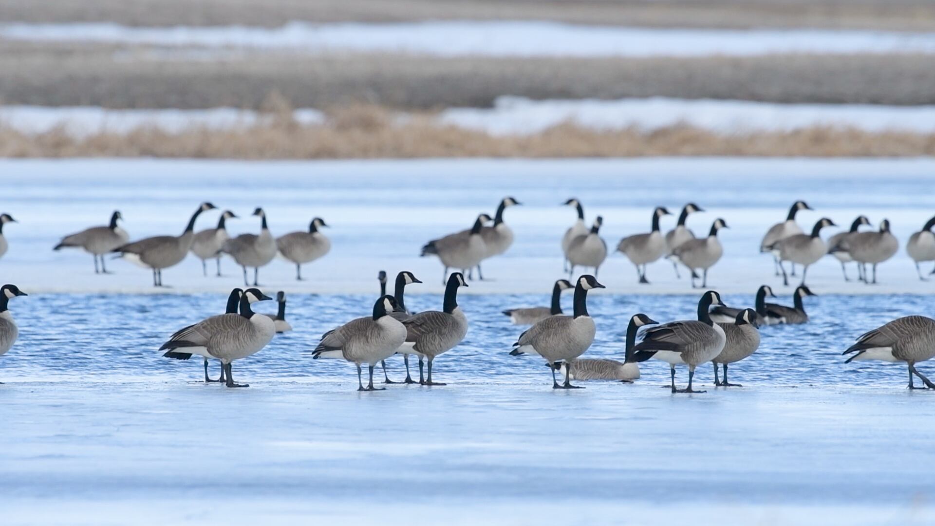 ND outdoors: Midwinter waterfowl survey