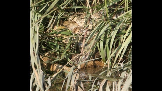 Wildbuzz | A shine in the dull bushes