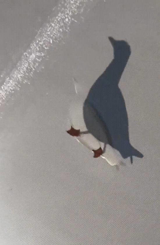 These 10 absolutely chaotic images from this week have officially broken me