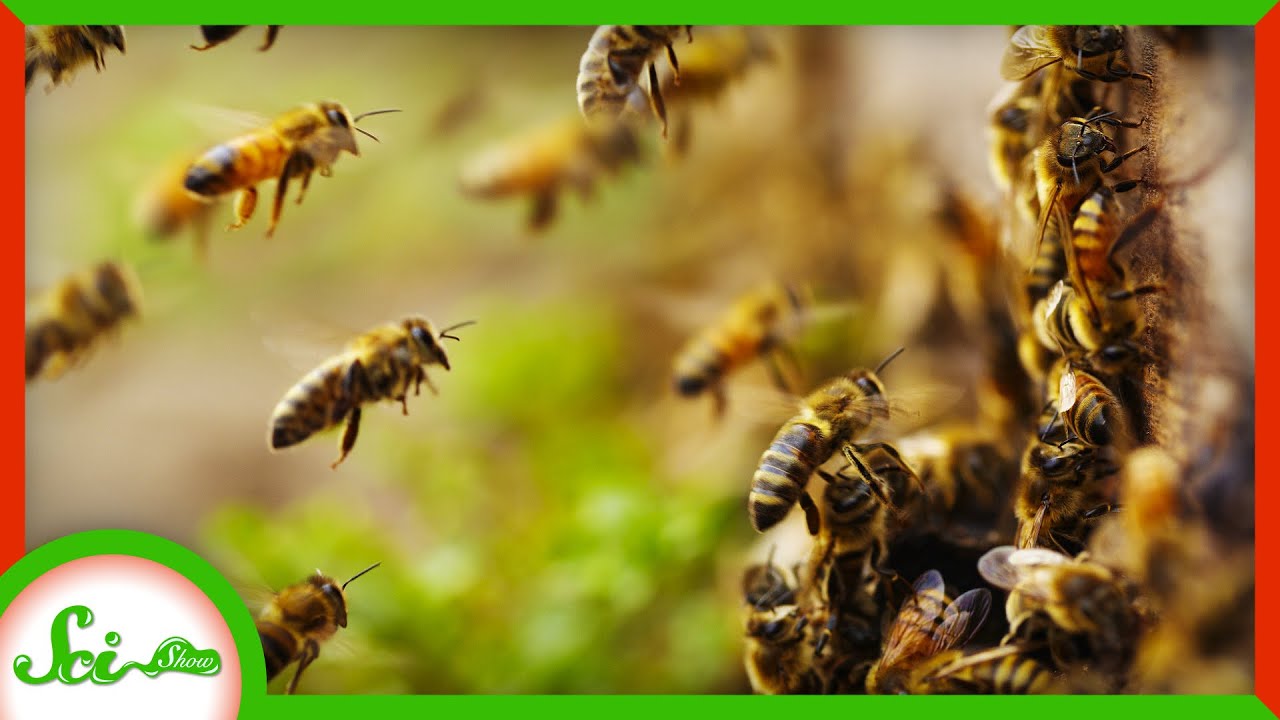 Warding off murder hornets with... poop?