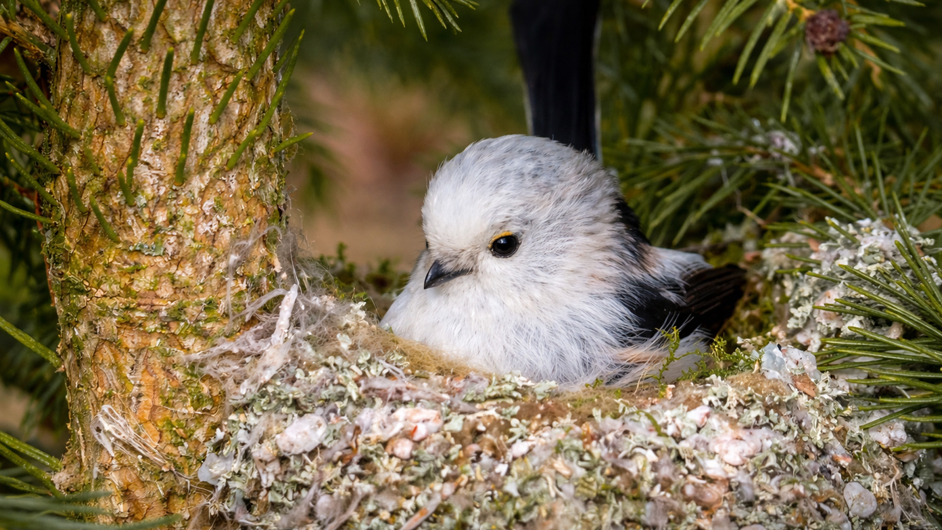 My camera caught this little bird resting at home
