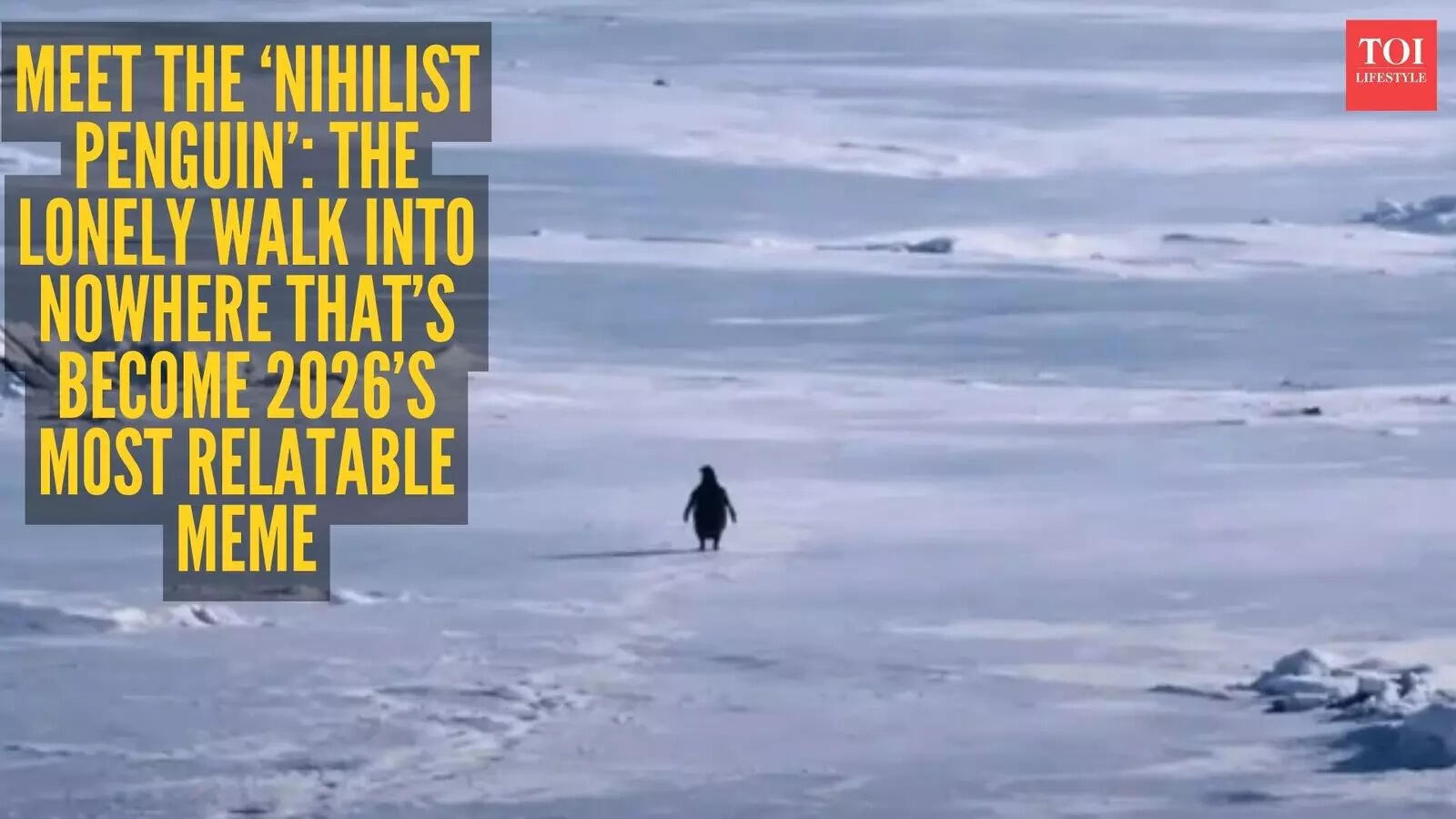 Explained: Why is a penguin’s 'death march' going viral? Know the ...