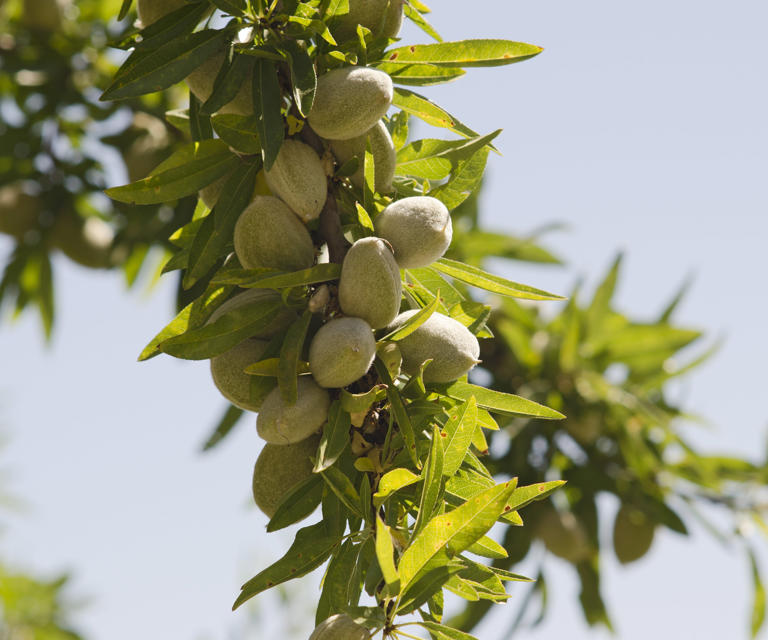 Experts reveal how to prune almond trees to keep them beautiful and ...