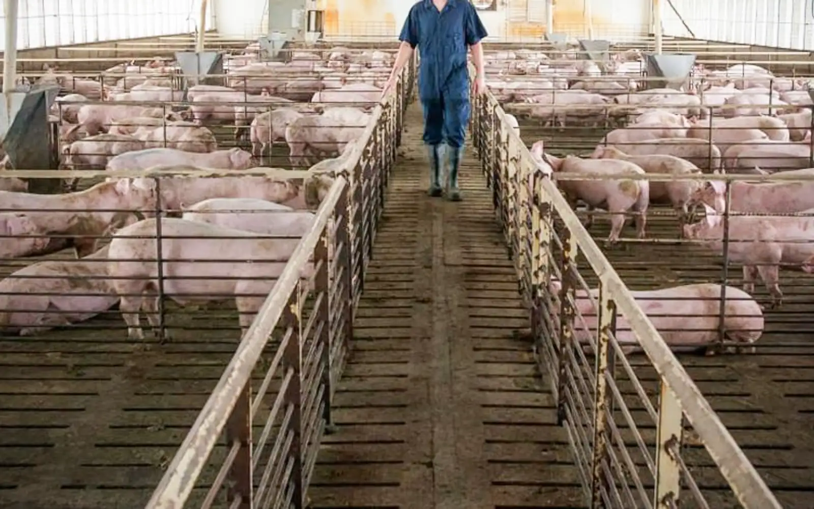 Selangor govt to discuss PM’s call to cancel Bukit Tagar pig farming plan