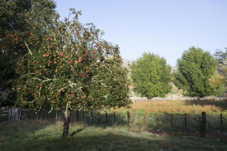 7 plants you should prune in winter for a healthier spring garden