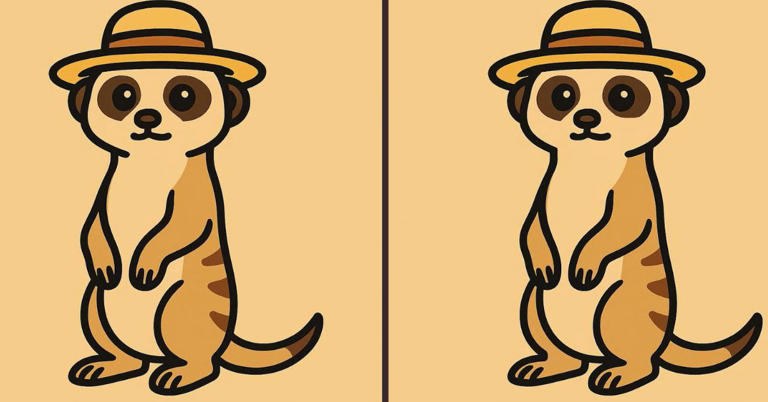 Find the 3 differences in meerkat wearing a hat beat the 49-second ...