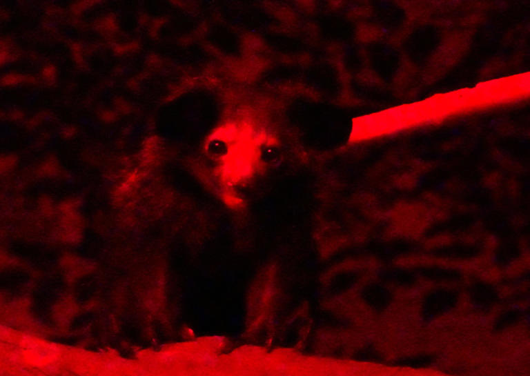 From slimy hellbenders to fungus-eating ants, meet the Cincinnati Zoo's ...