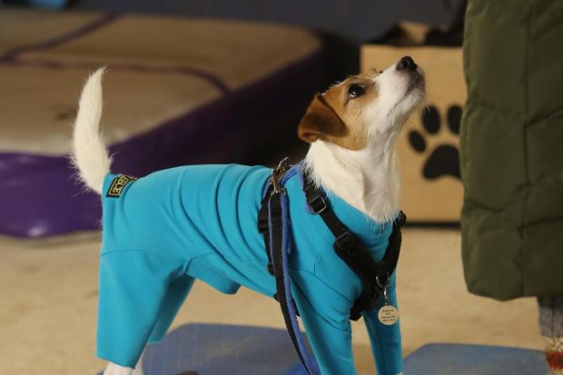 In pictures: Ardleigh dogs enjoy 'winter' conditioning session