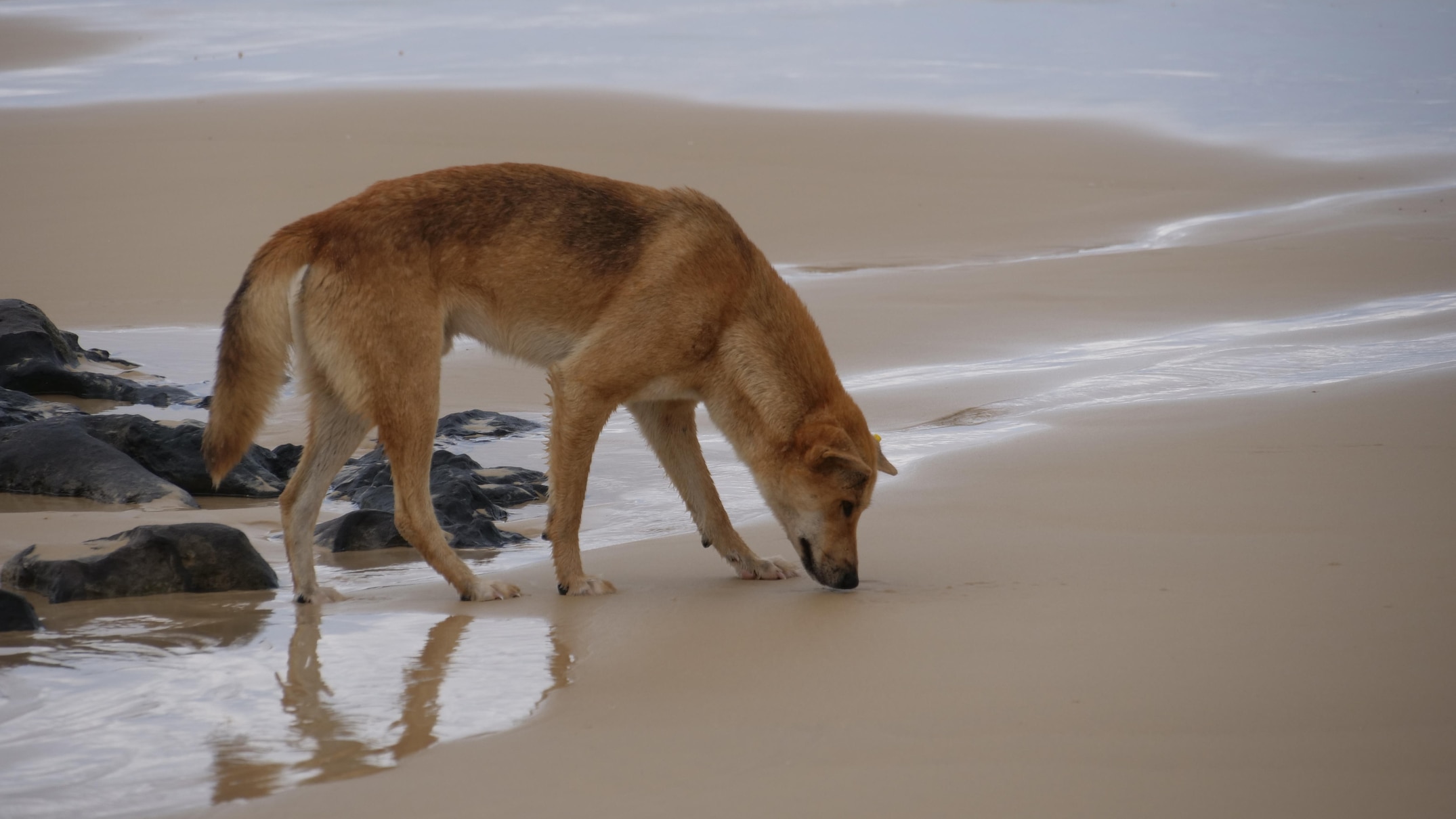 K'gari dingoes involved in death of Canadian backpacker Piper James to ...