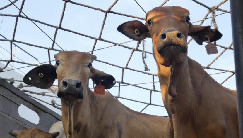 Bapanas kunci harga sapi hidup Rp 55.000 jelang Ramadhan dan Idulfitri