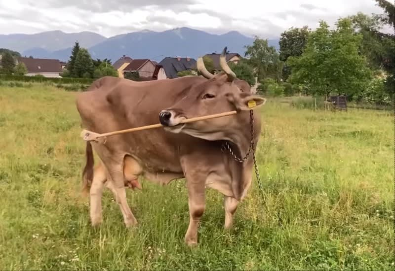 Scientists amazed by 'cow using an actual tool'